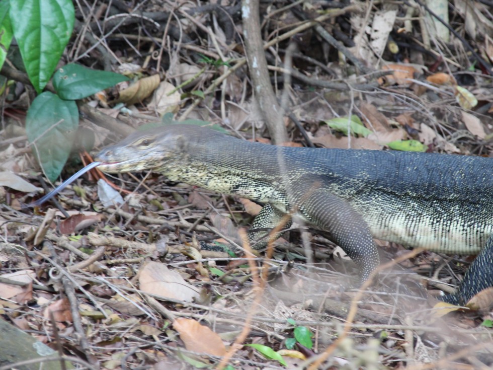 Mac Ritchie Nature Trail in Singapore