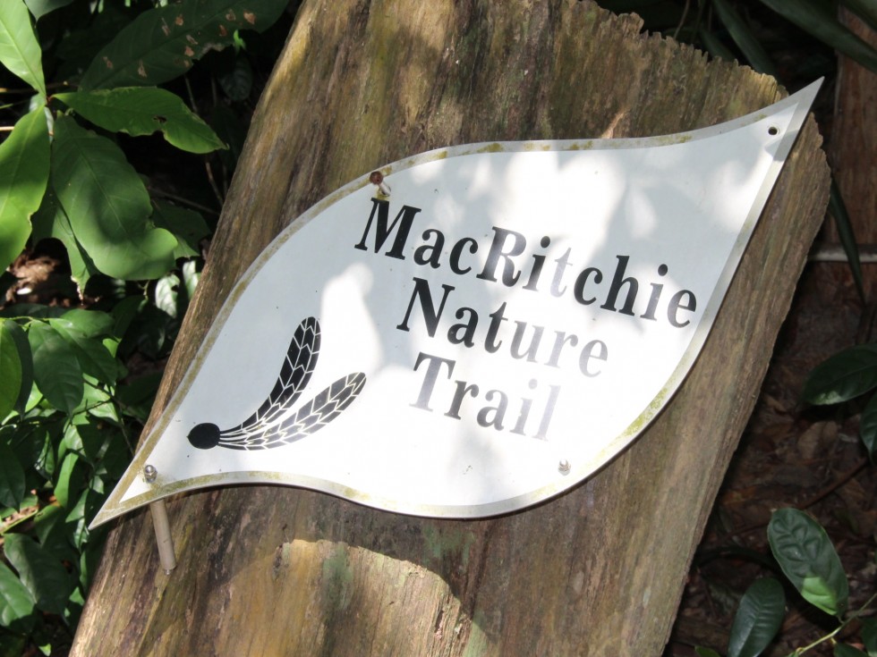 Mac Ritchie Nature Trail in Singapore