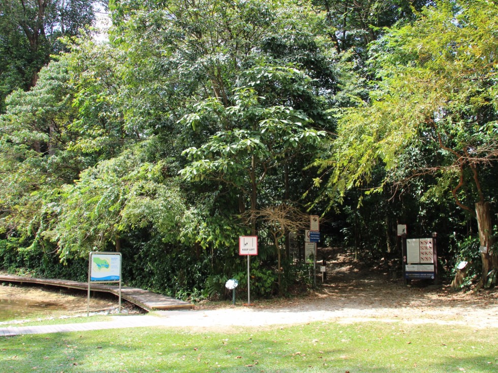 Mac Ritchie Nature Trail in Singapore