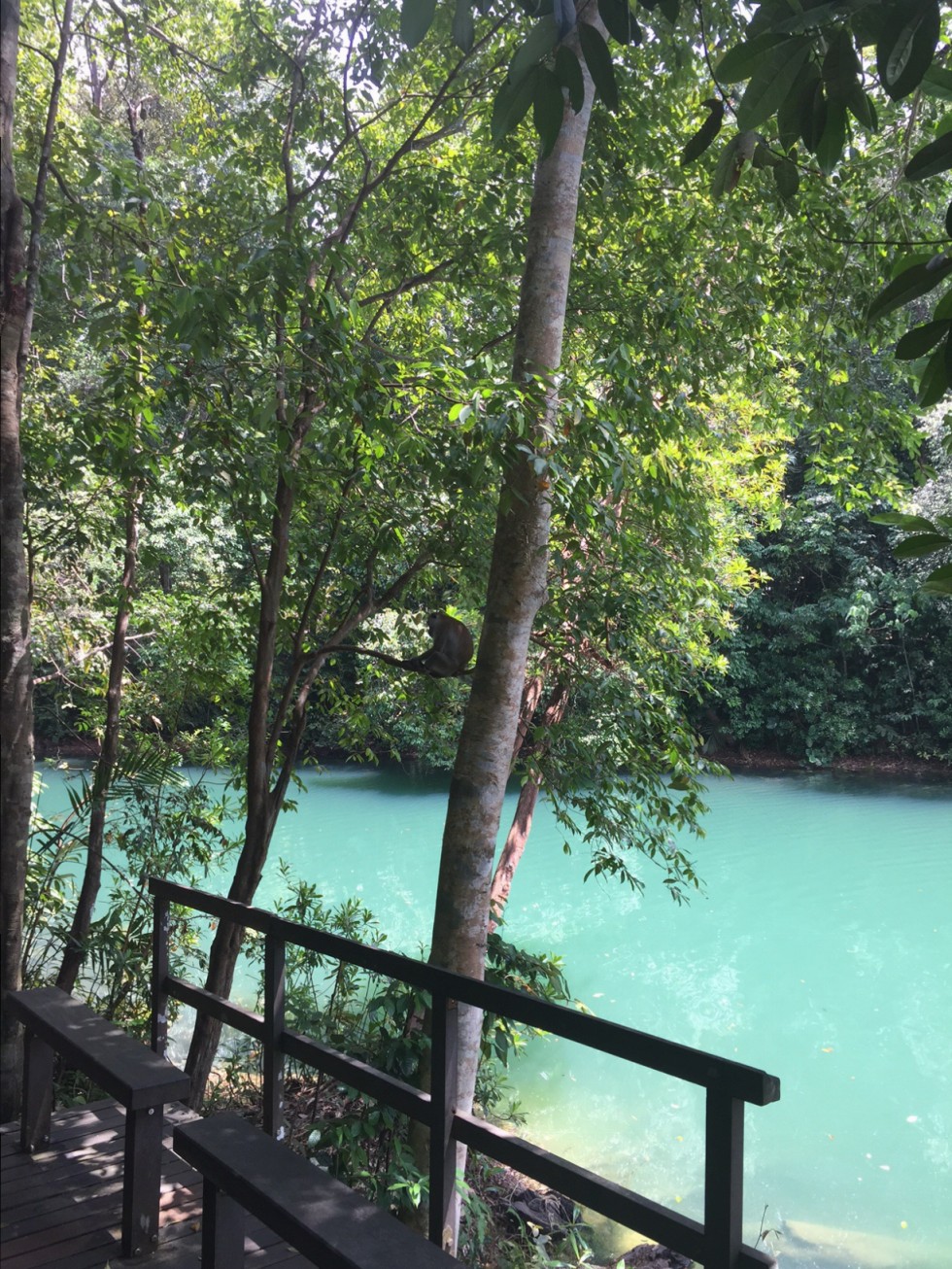 Mac Ritchie Nature Trail in Singapore
